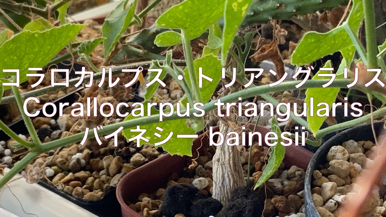 育てやすい塊根植物「コラロカルプスCorallocarpus」 | GINZA HAIRの頭の中は草髪健美